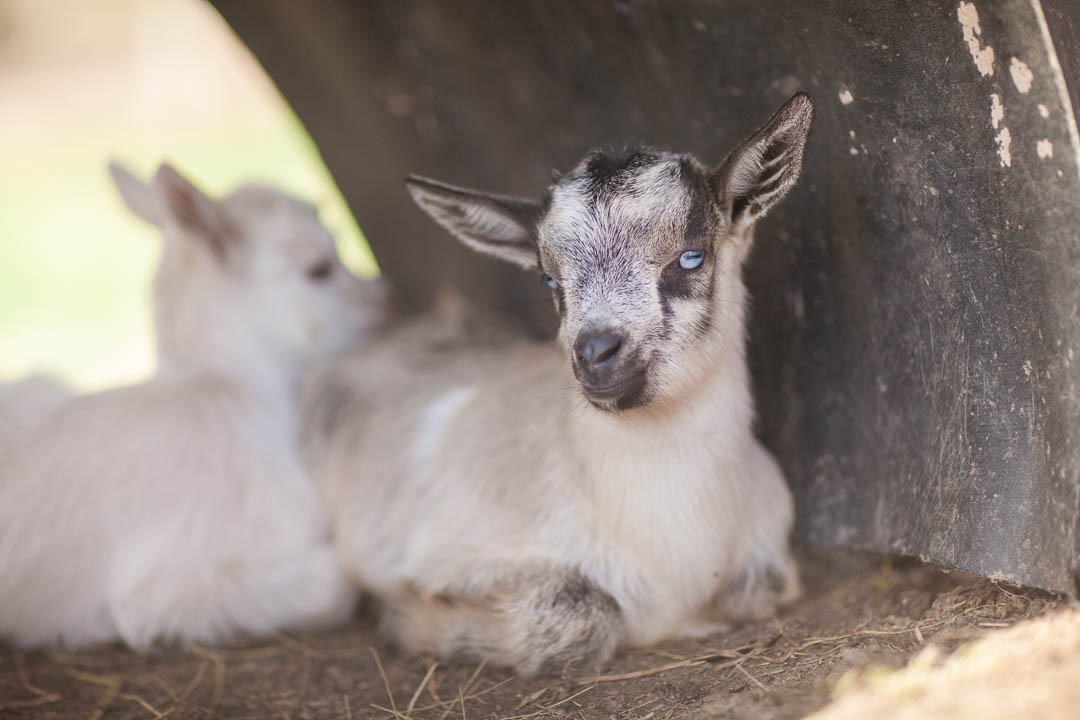 Our Goats - Lautercreek Farm